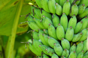 Aboriginal Culture of the Daintree Rainforest