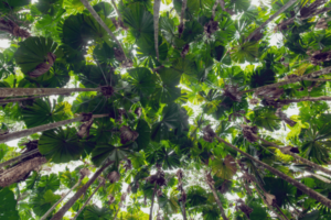 Protecting the Daintree